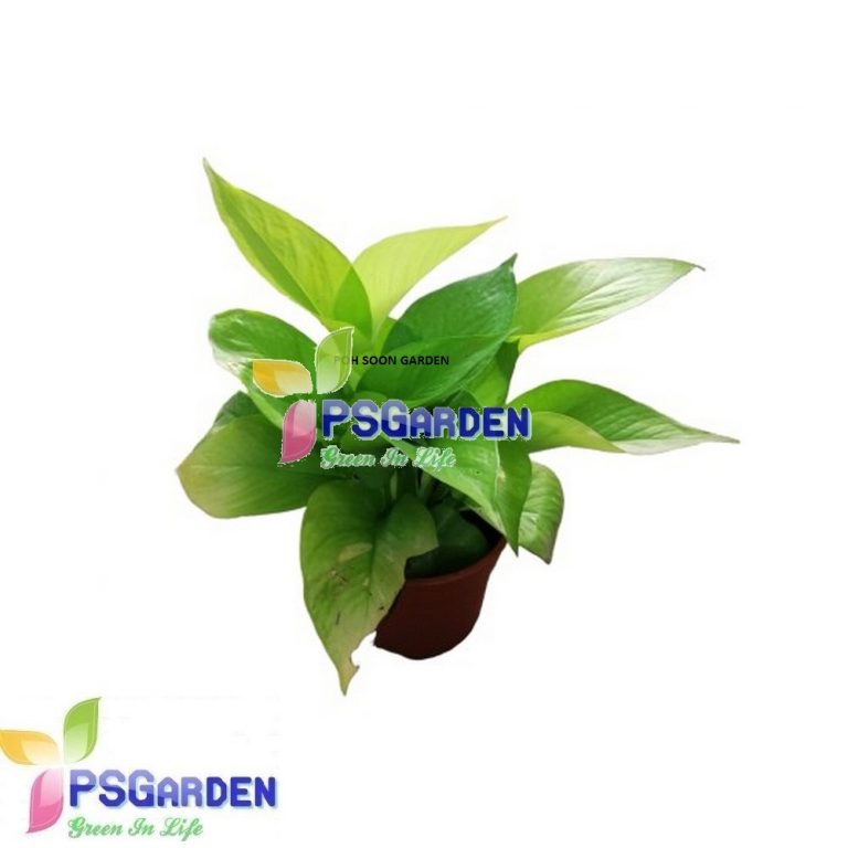 Poh Soon Garden Sdn. Bhd. – One Stop Gardening Centre