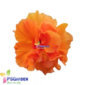Bunga Raya Hybrid – Poh Soon Garden Sdn. Bhd.