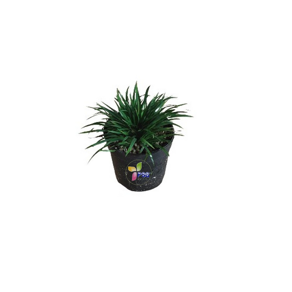 Acorus Gramine – Poh Soon Garden Sdn. Bhd.